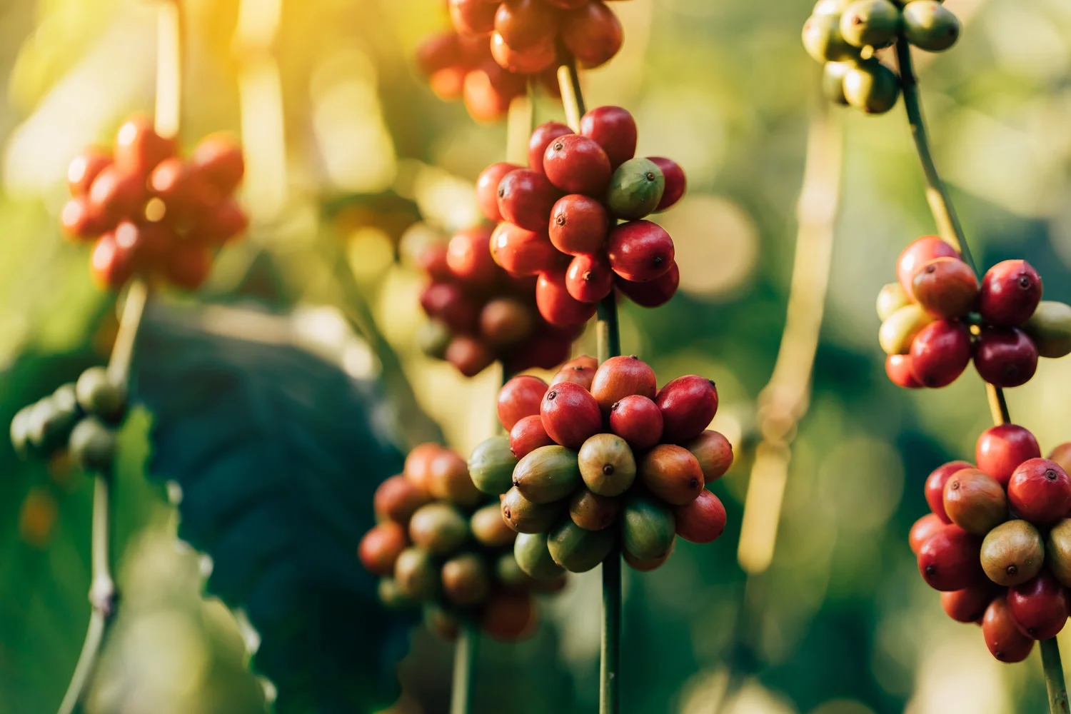 CREMATICS COFFEE LAB