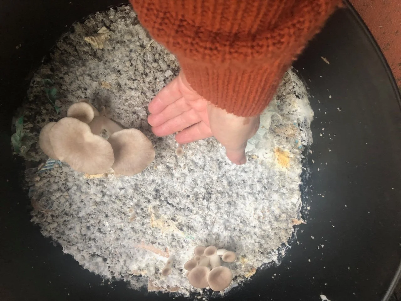 Step by step to growing your own oyster mushrooms — The Sporopod