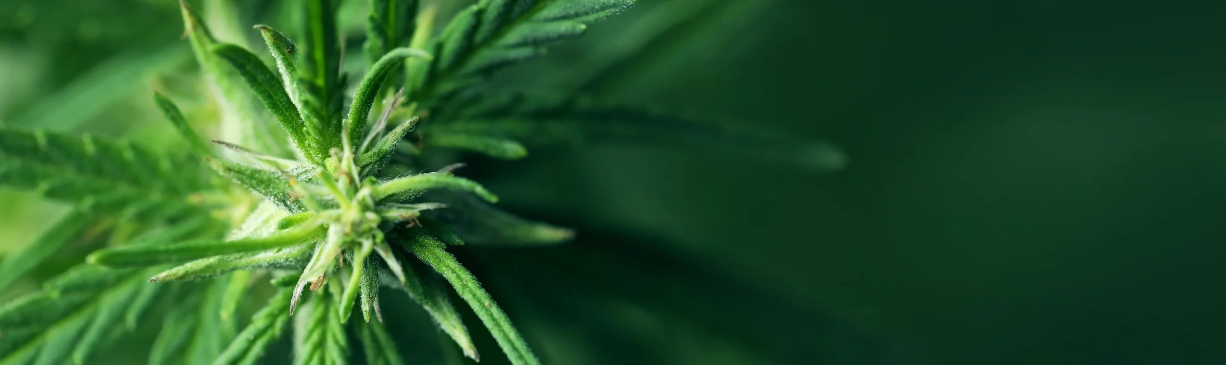 Kannabu Peru - Hemp | Superfoods | CBD