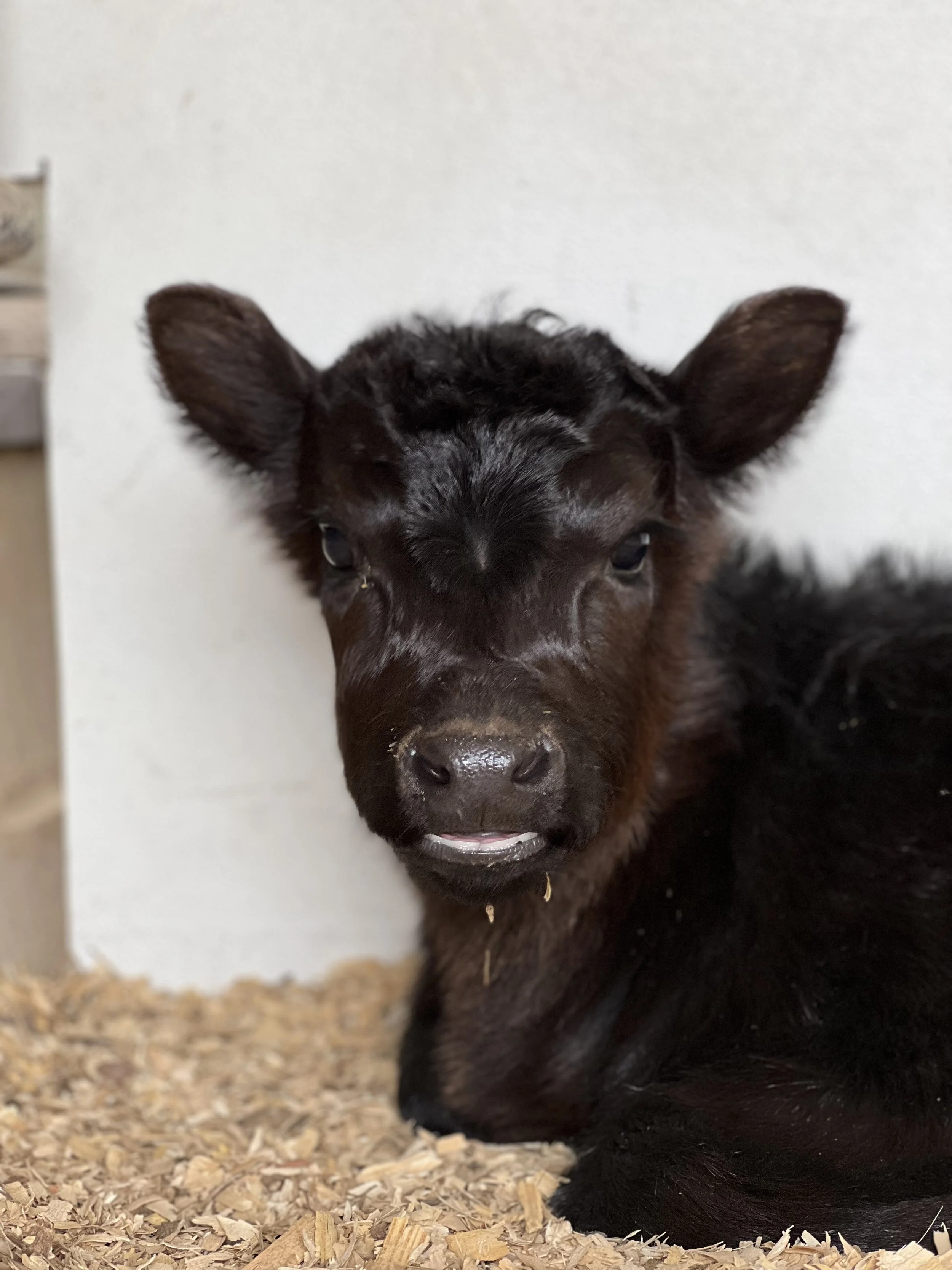 Our Story — Latham Scarlett Farms
