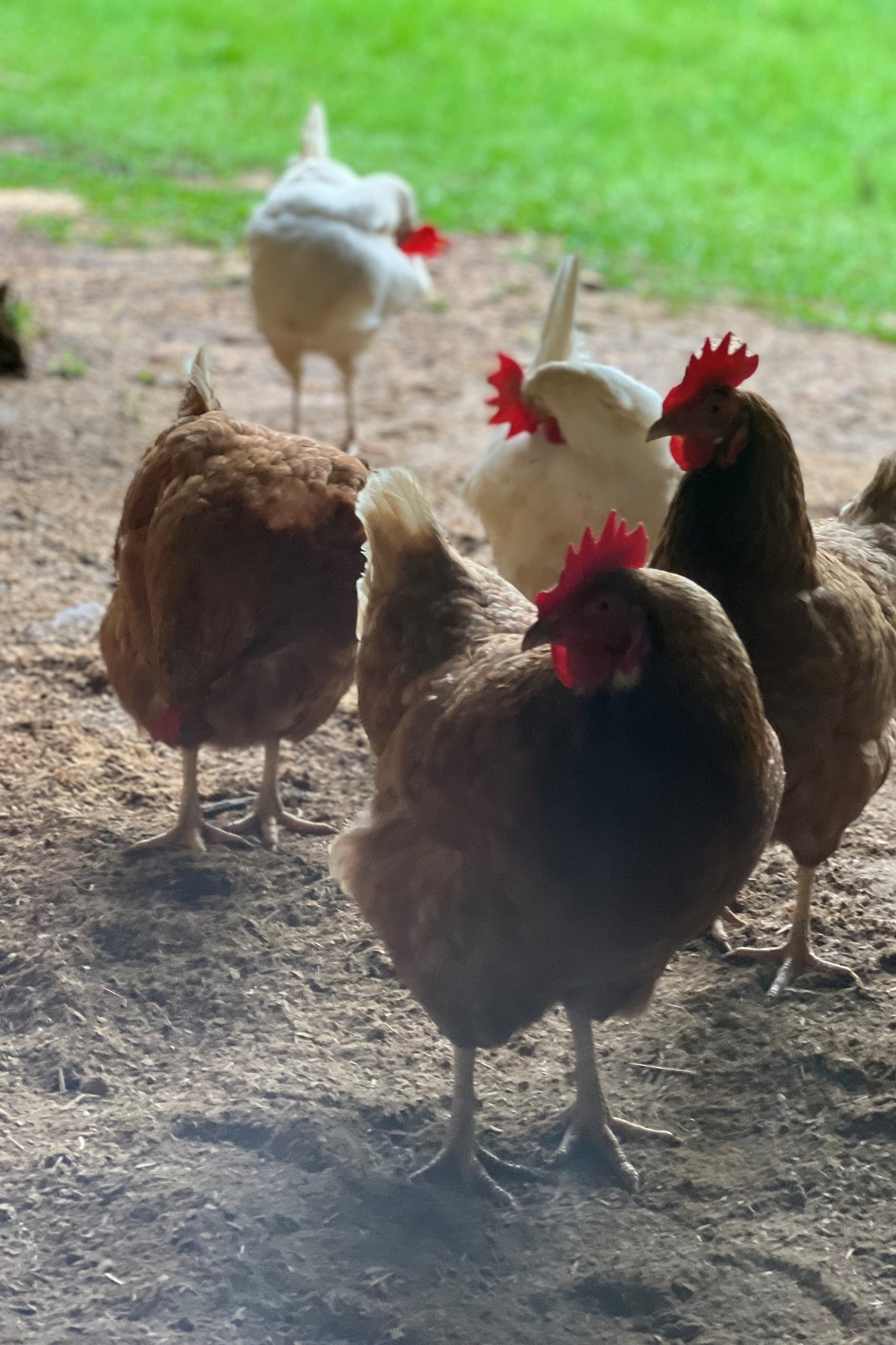Latham Scarlett Farms