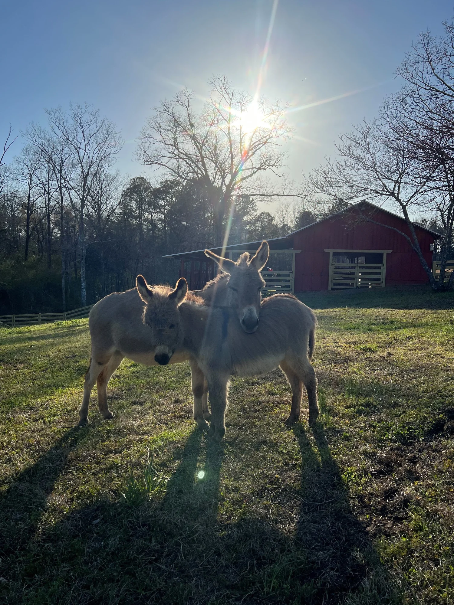 Latham Scarlett Farms