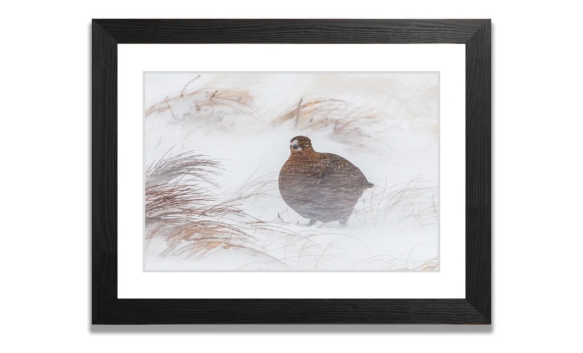 'The Old Grouse of Dale Head' — The Lakes Gallery