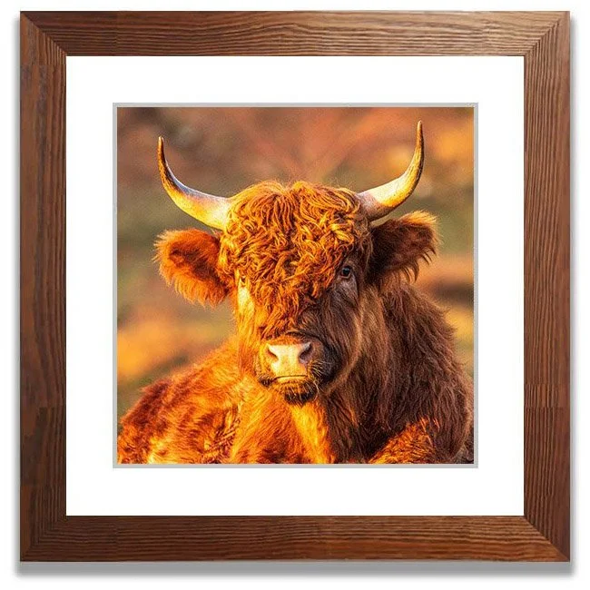 'Highland Cow' Gummer's How above Windermere — The Lakes Gallery