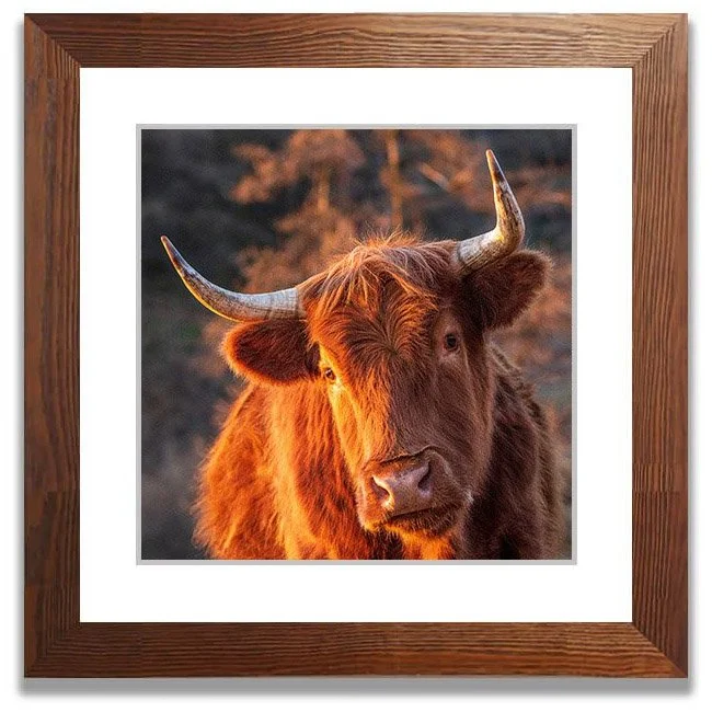 'Highland Cow' Gummer's How above Windermere — The Lakes Gallery