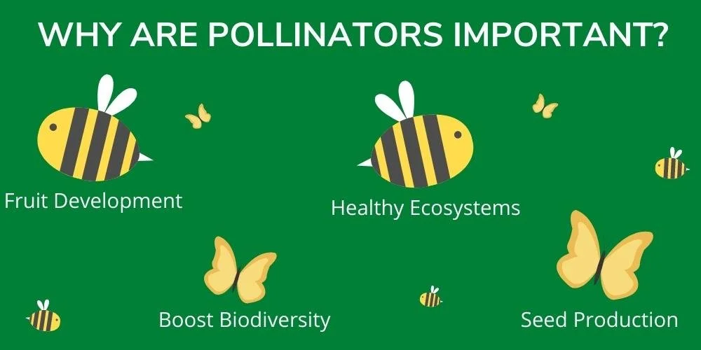 Why Are Pollinators Important? — Commonwealth Human Ecology Council