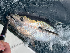 Catch Bluefin Tuna