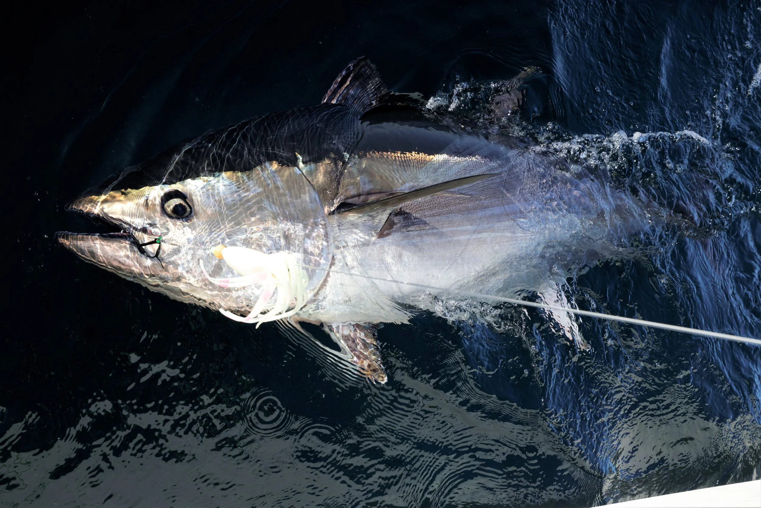 Catch Bluefin Tuna