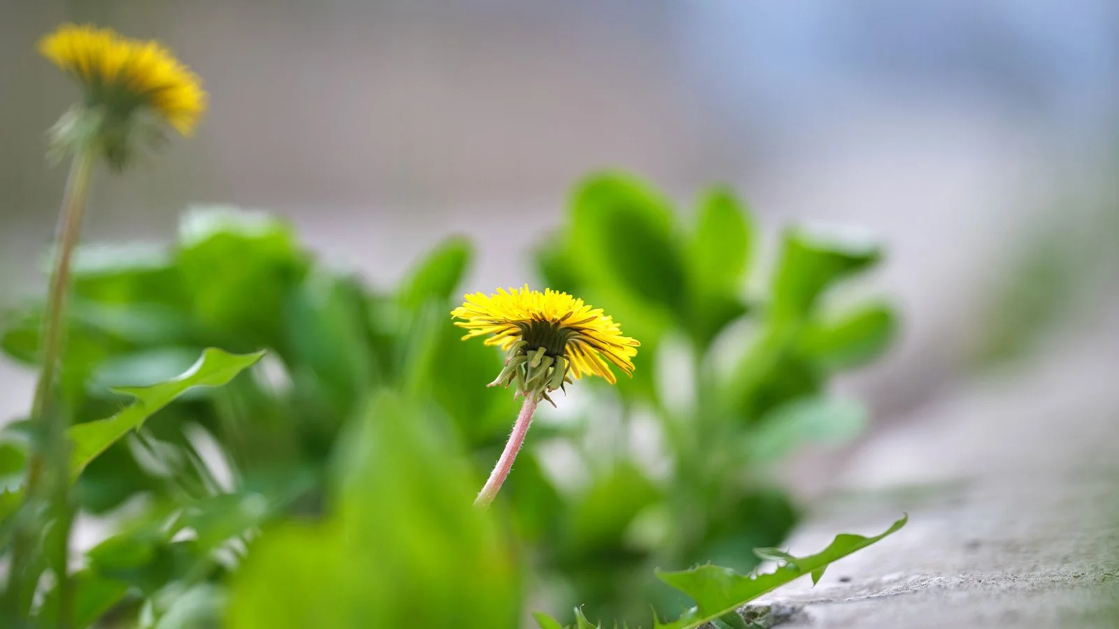 The Turf Doctor | Maine's Best Lawn Care & Pest Control Services