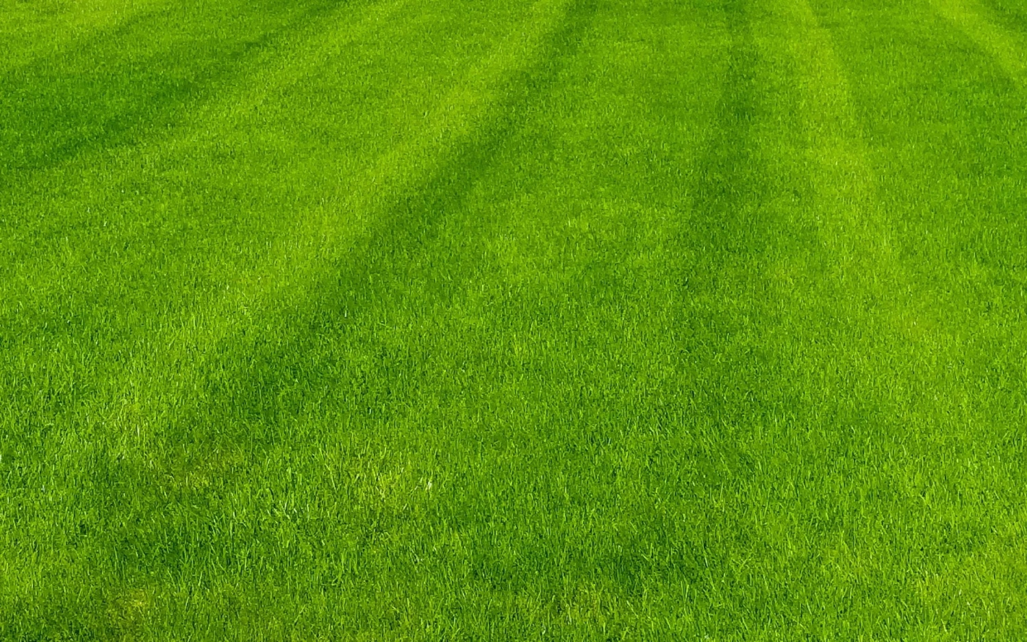 The Turf Doctor - Maine's best lawn care & pest services