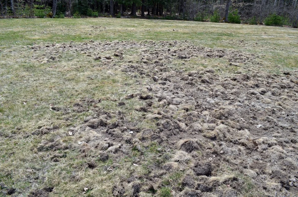 Resources from the Turf Doctor