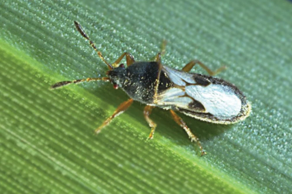 The Turf Doctor - Maine's best lawn care & pest services