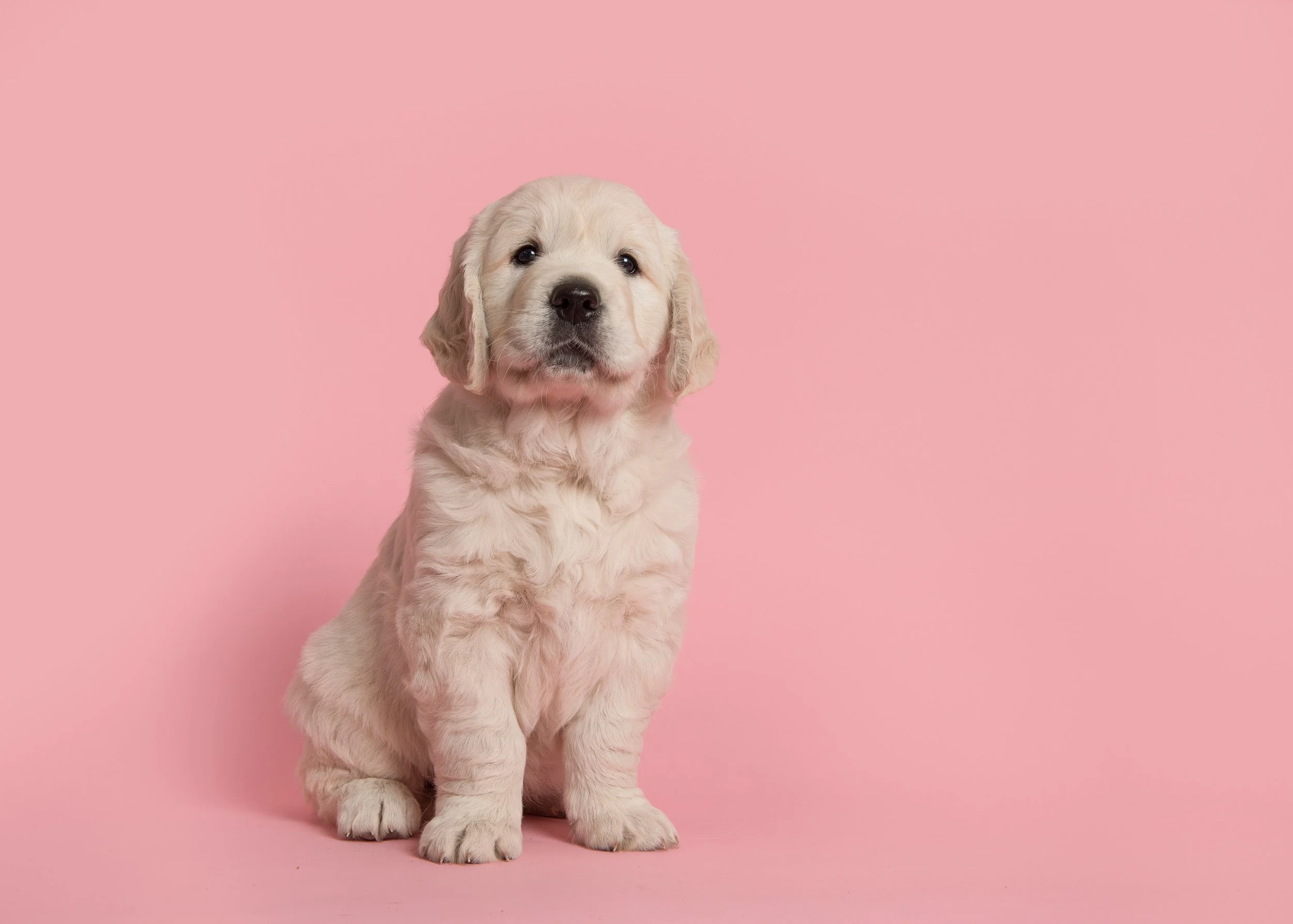 SnipWell Spay Neuter and Wellness Clinic