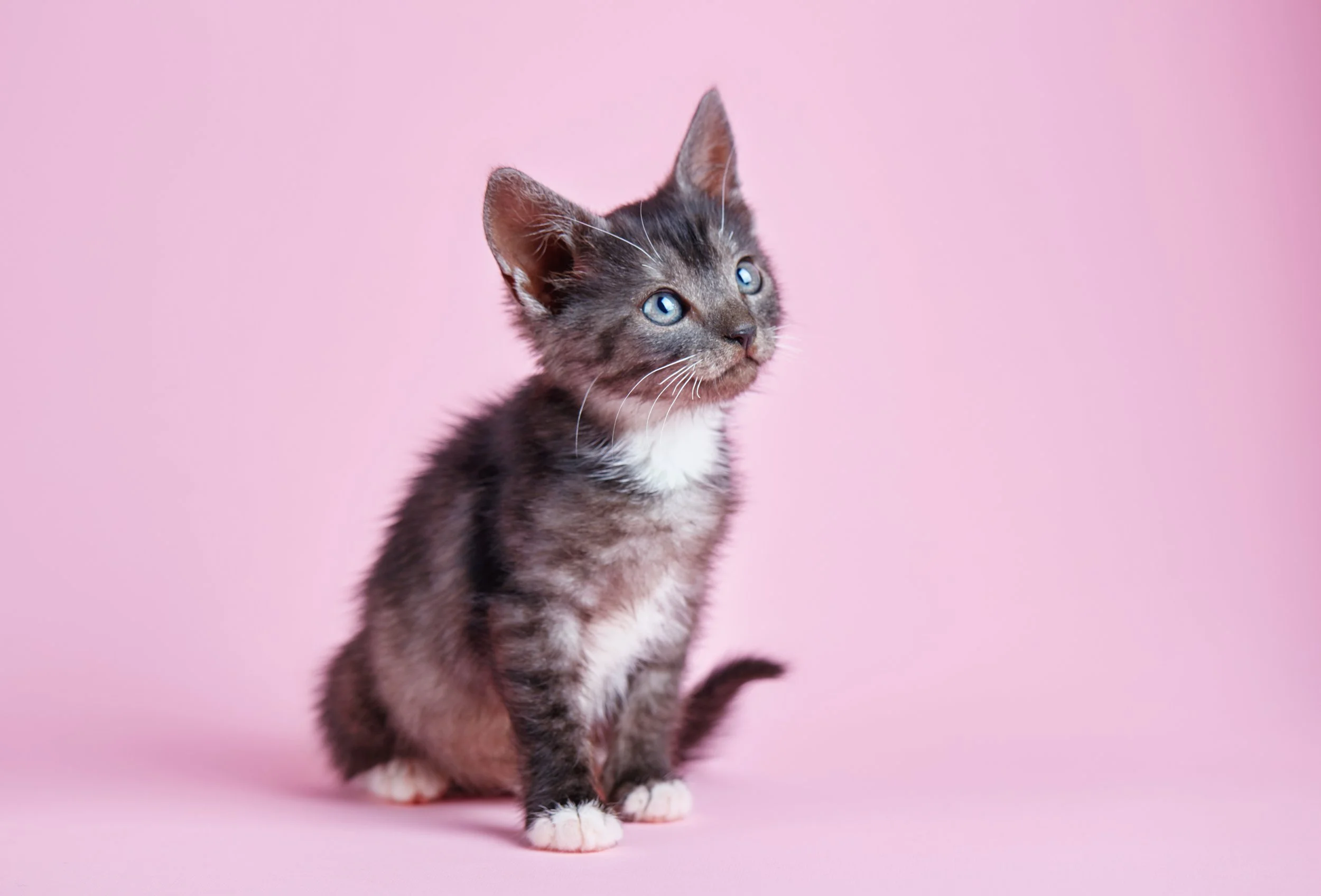 SnipWell Spay Neuter and Wellness Clinic