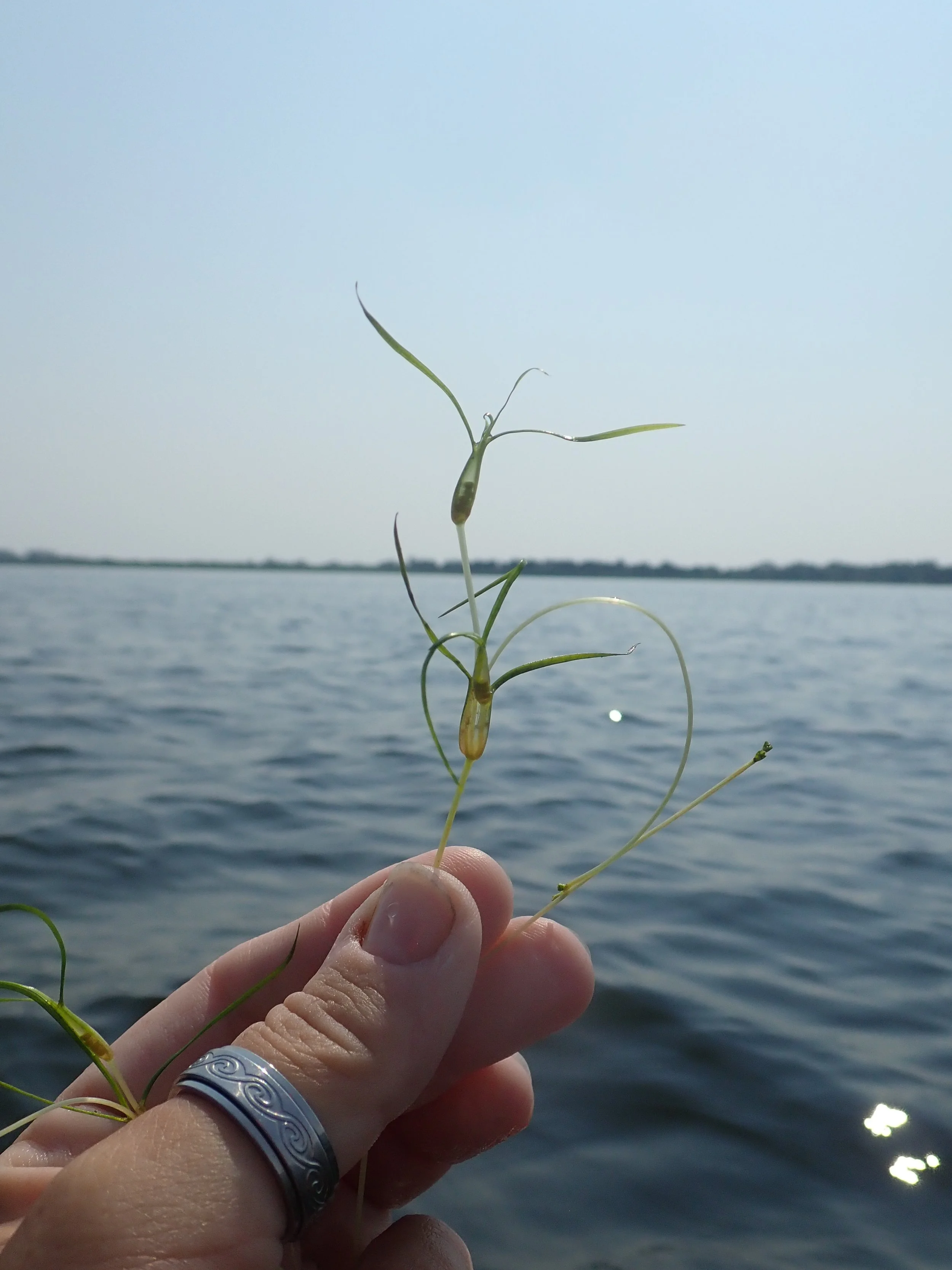 Mission, Vision, Plan — East Coast SAV Collaborative