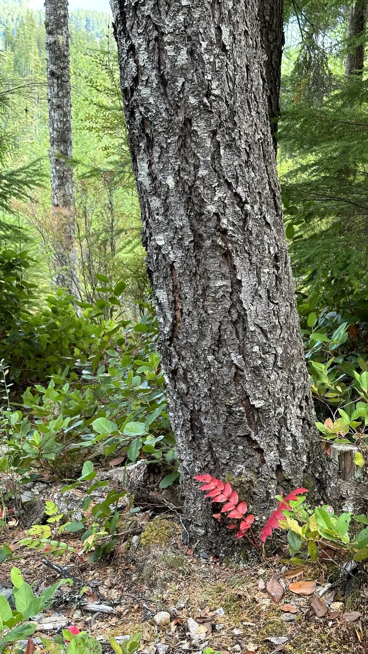 Na/H2O therapeutics — PeterLoewenLab