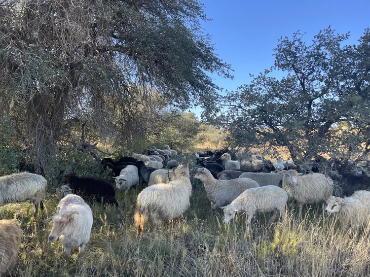 History and Characteristics of the Churro Sheep — Rio Milagro Foundation