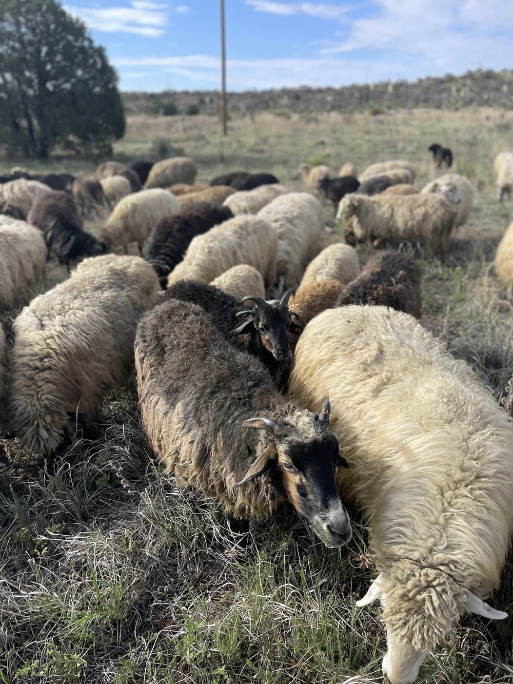 History and Characteristics of the Churro Sheep — Rio Milagro Foundation