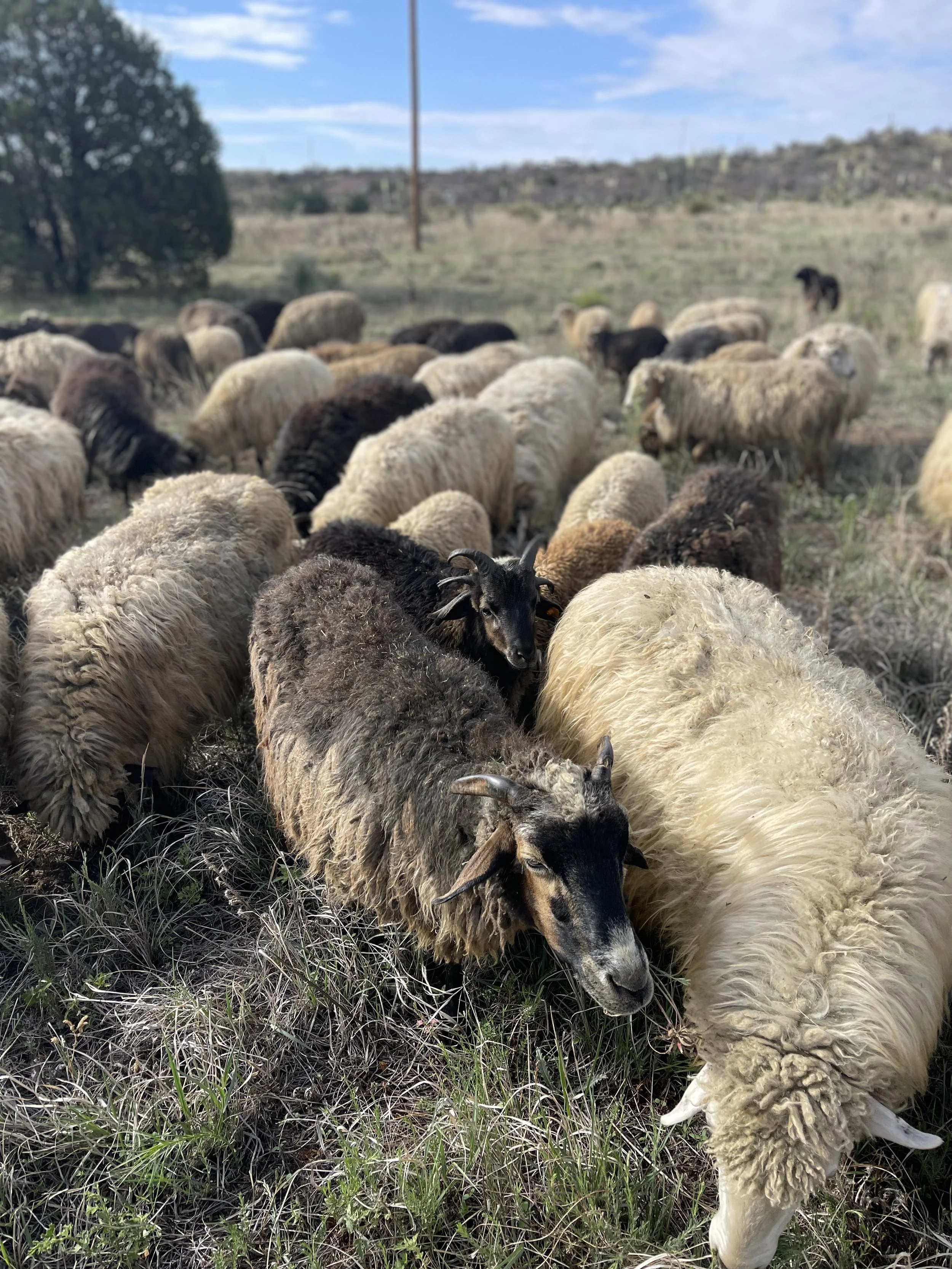 History and Characteristics of the Churro Sheep — Rio Milagro Foundation