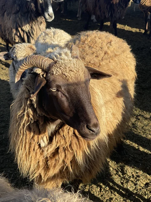 History and Characteristics of the Churro Sheep — Rio Milagro Foundation