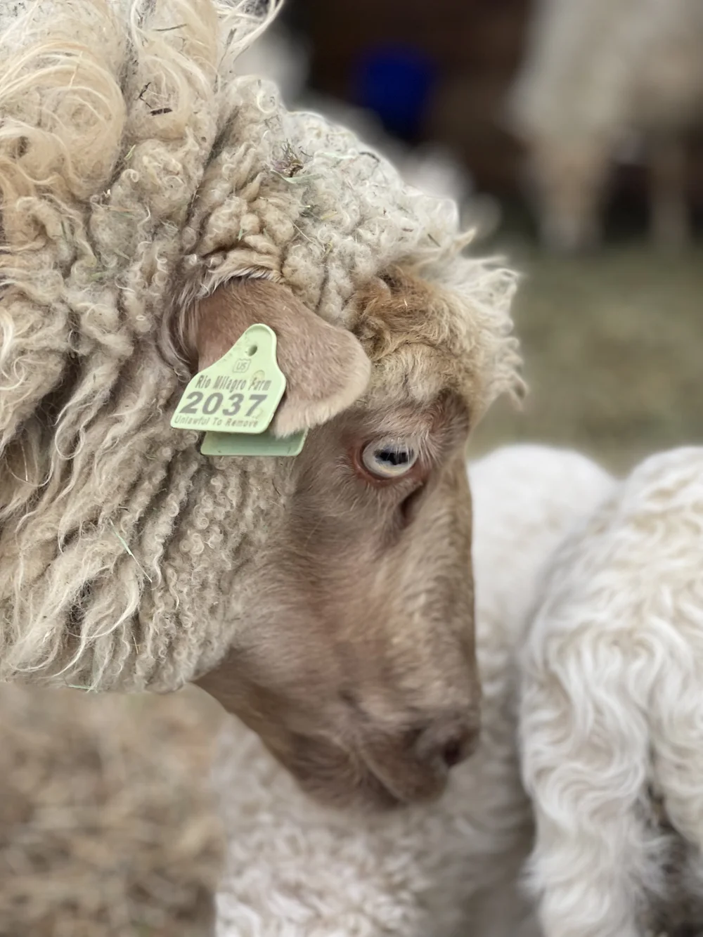 History and Characteristics of the Churro Sheep — Rio Milagro Foundation