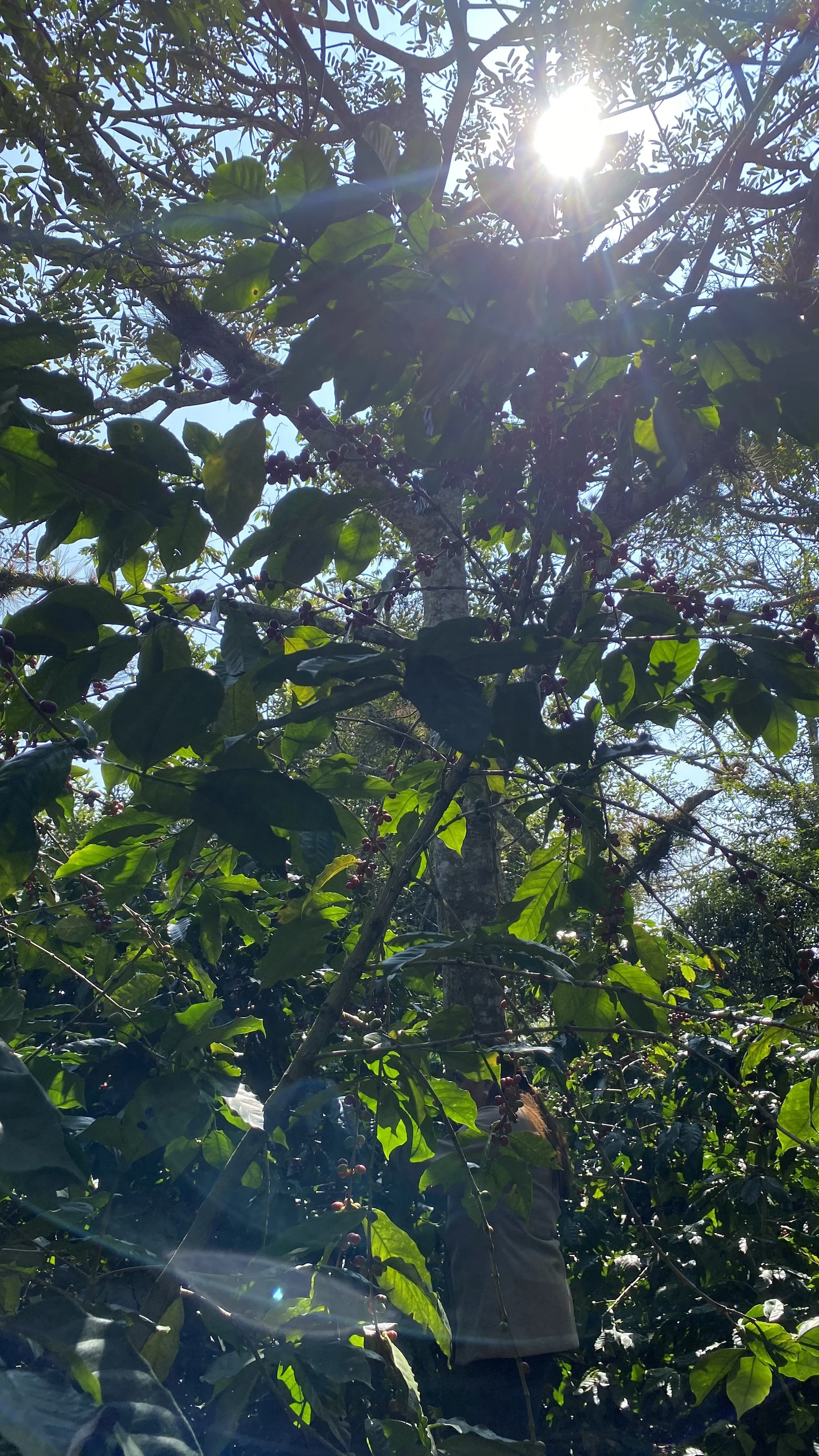 About — Baja Beans