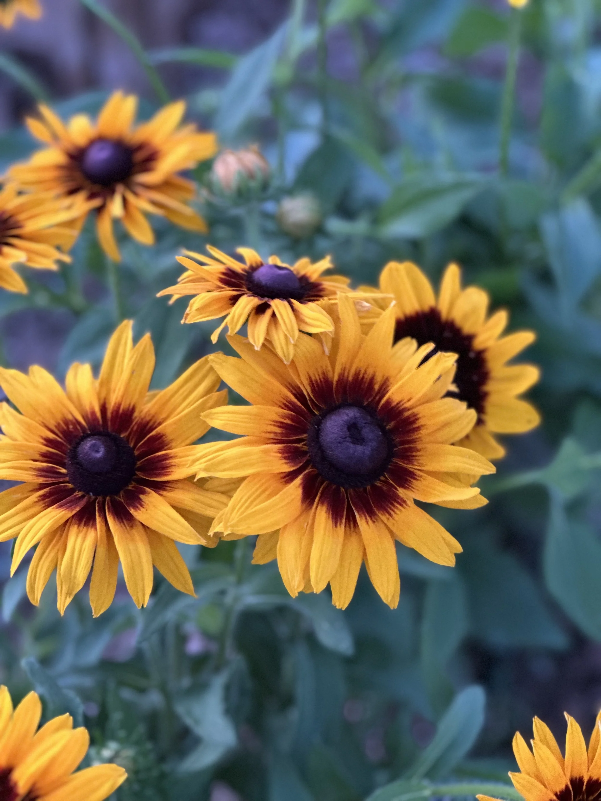 Our Story — Backyard Blooms