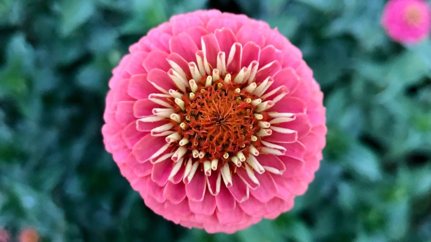 Our Story — Backyard Blooms