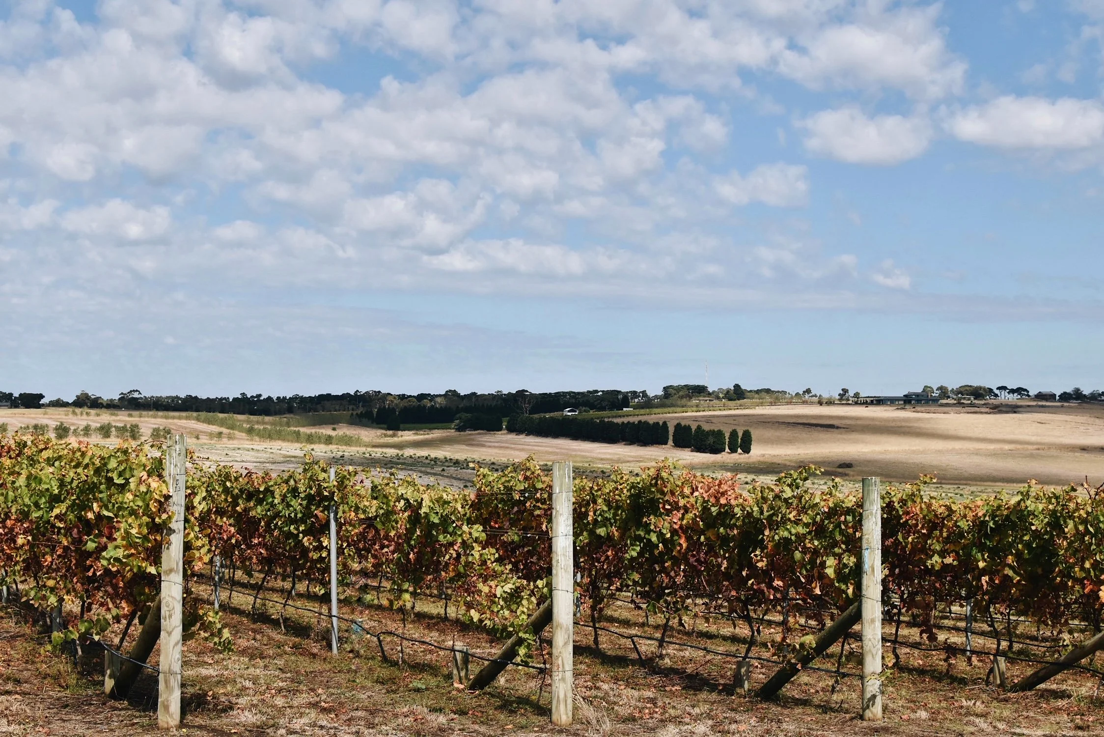 Hounds of the Vine | Boutique Vineyard on the Bellarine Peninsula