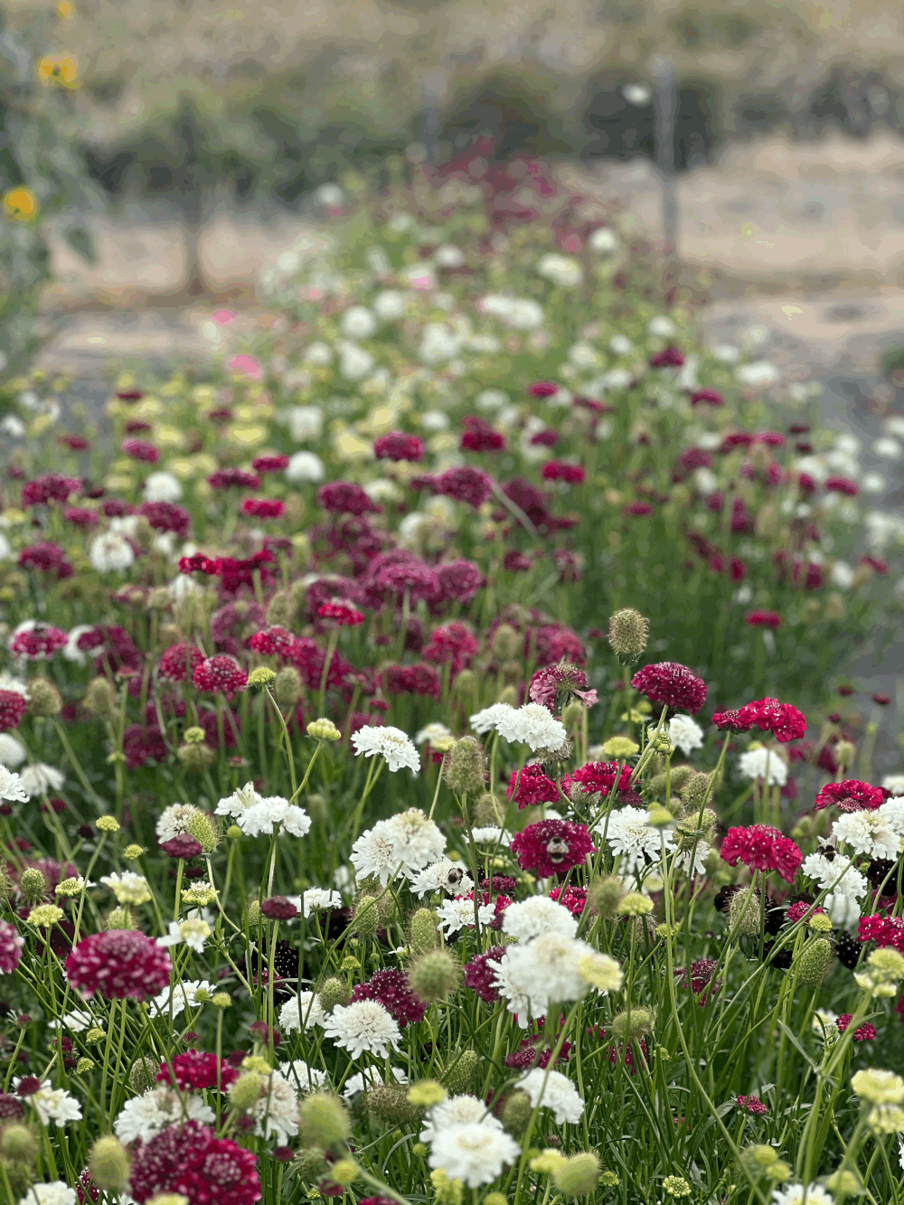 Shop — Bloss flower farm