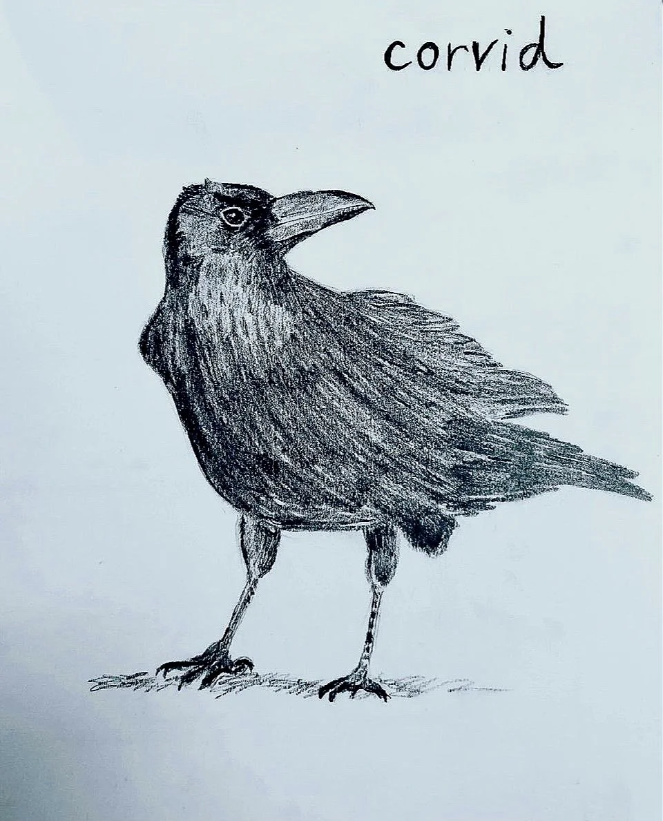 Illustrations — On The Wing
