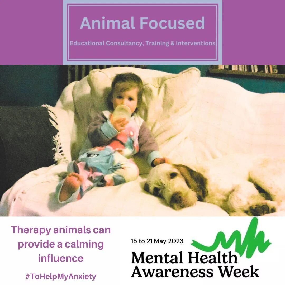 Animal Focused