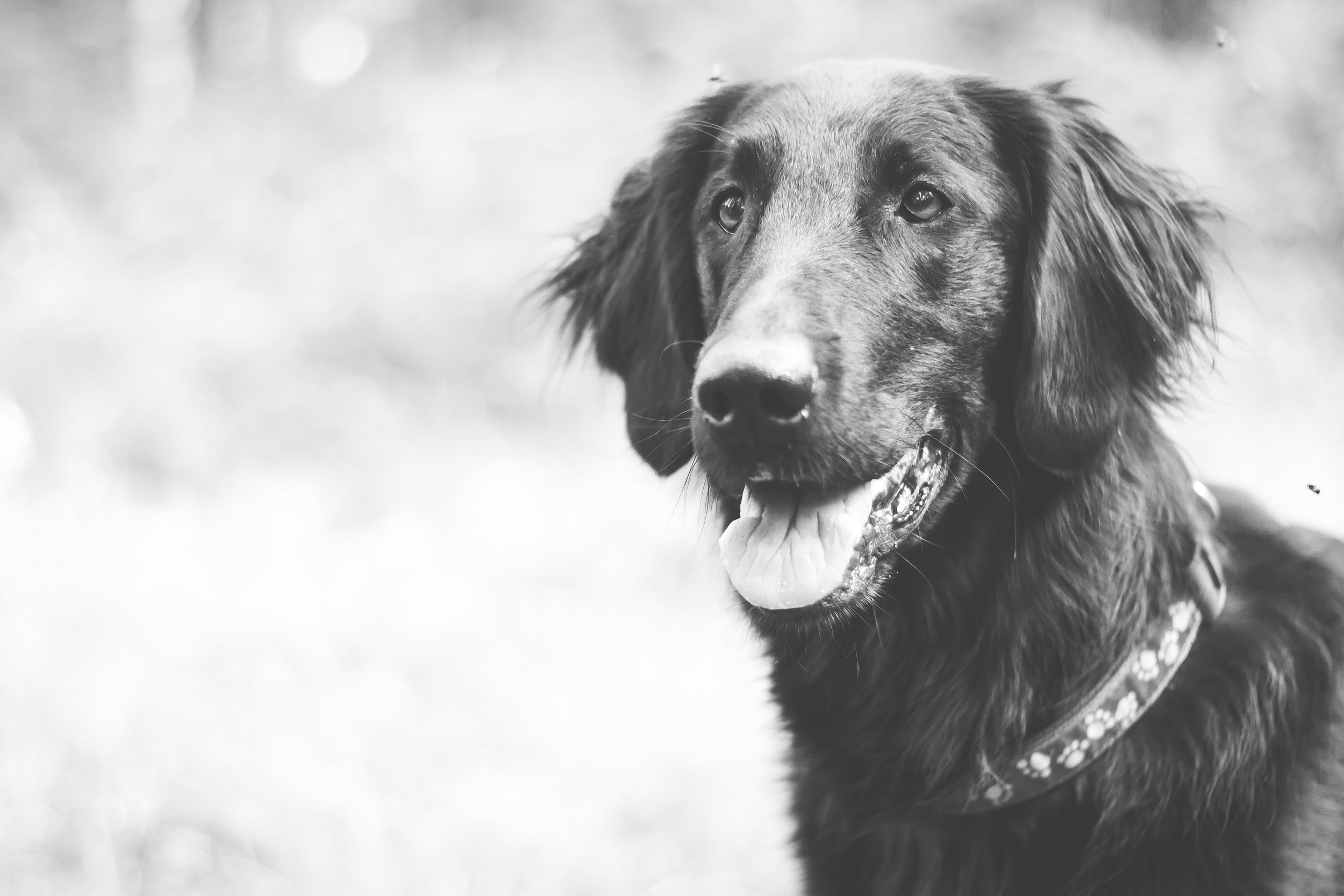 Animal Focused