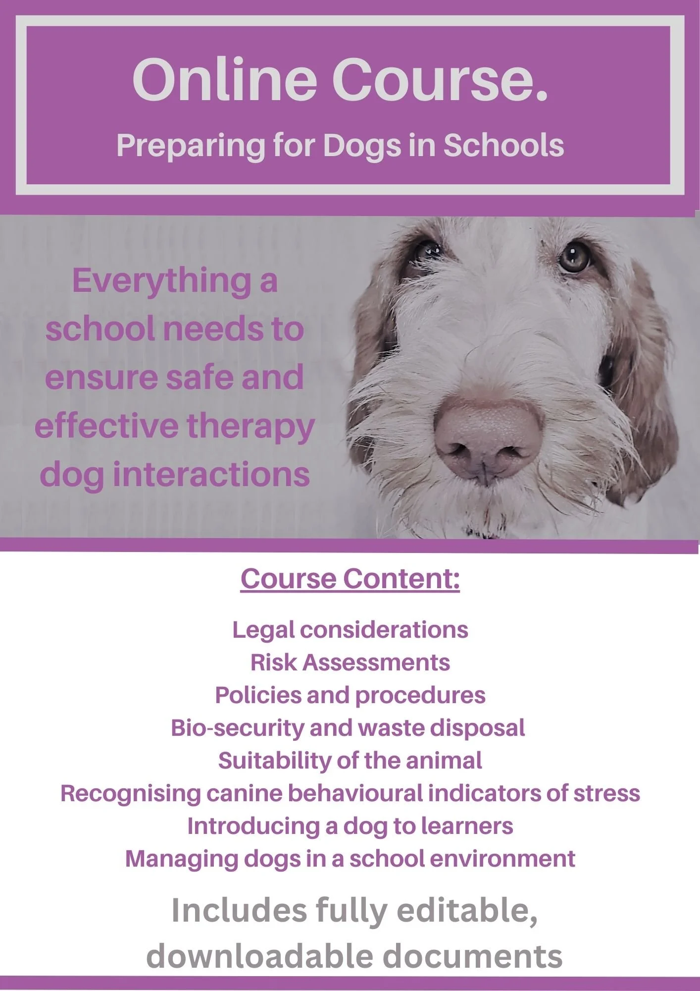 Preparing for Dogs In Schools — Animal Focused