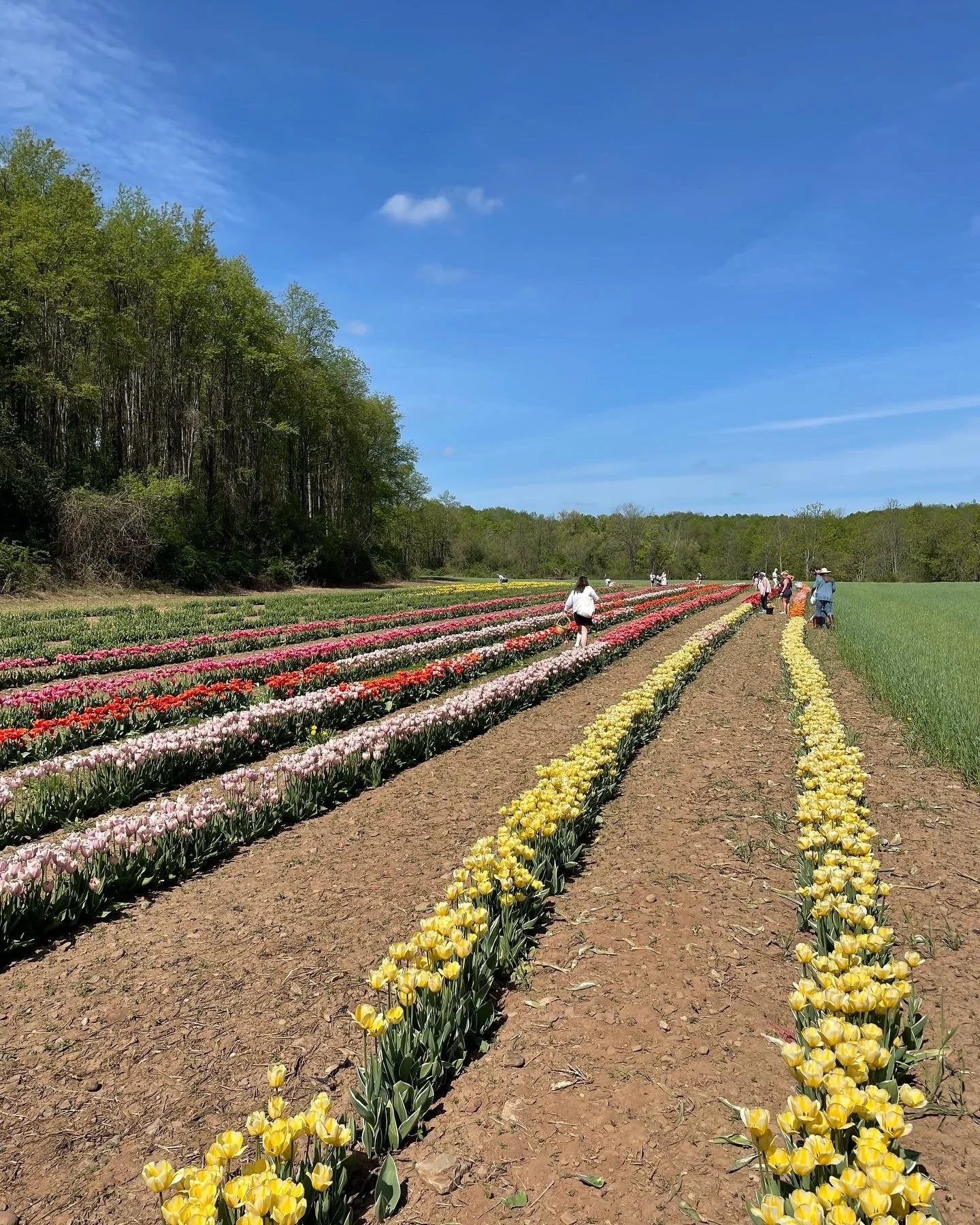 Pick Your Own — North Star Orchards