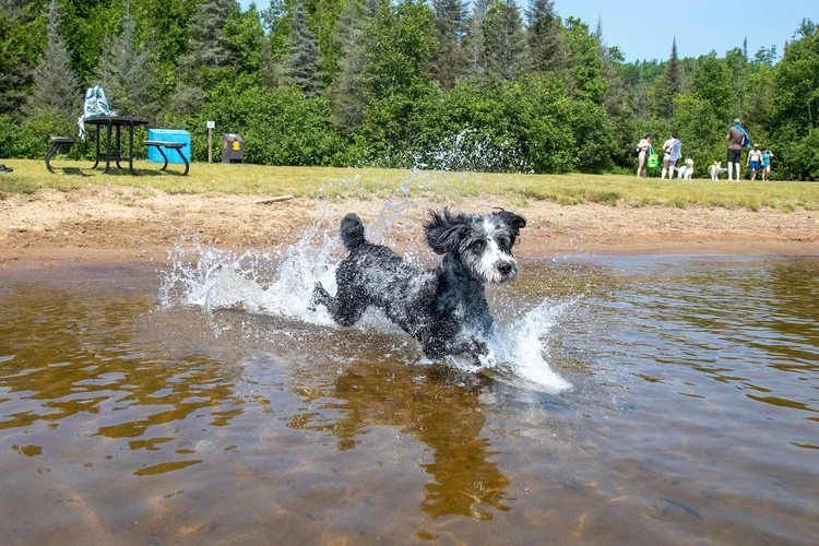 Windy Lake Provincial Park Review: Camping, RV & Cabin Tips, Water ...