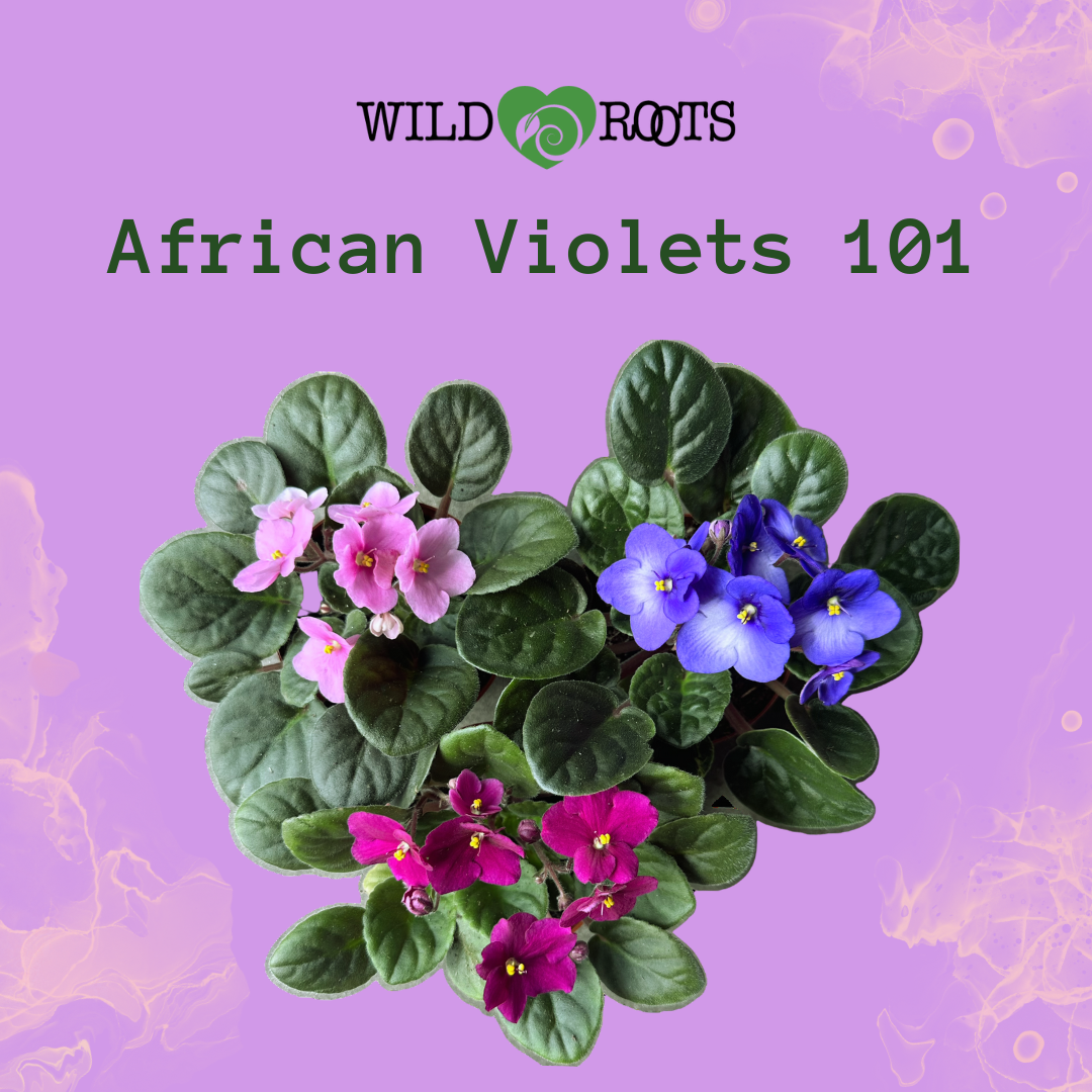 Workshop — Wild Roots