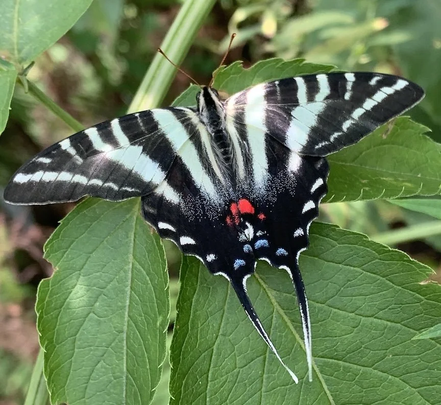 Information of helping zebra swallowtail butterflies and paw paw trees ...