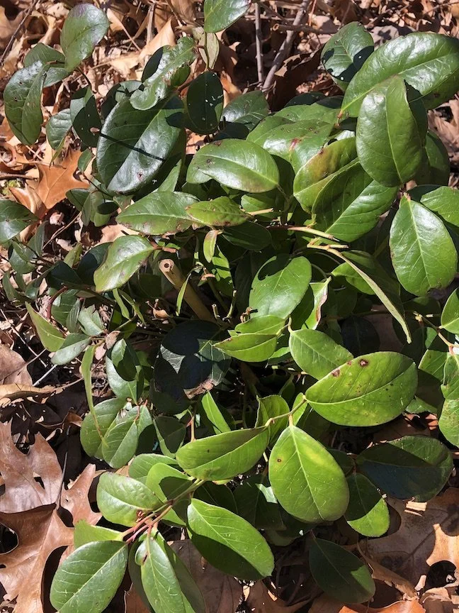 Deer resistant ‘Lucky Leu’ leucothoe shrub from Bailey Nurseries ...