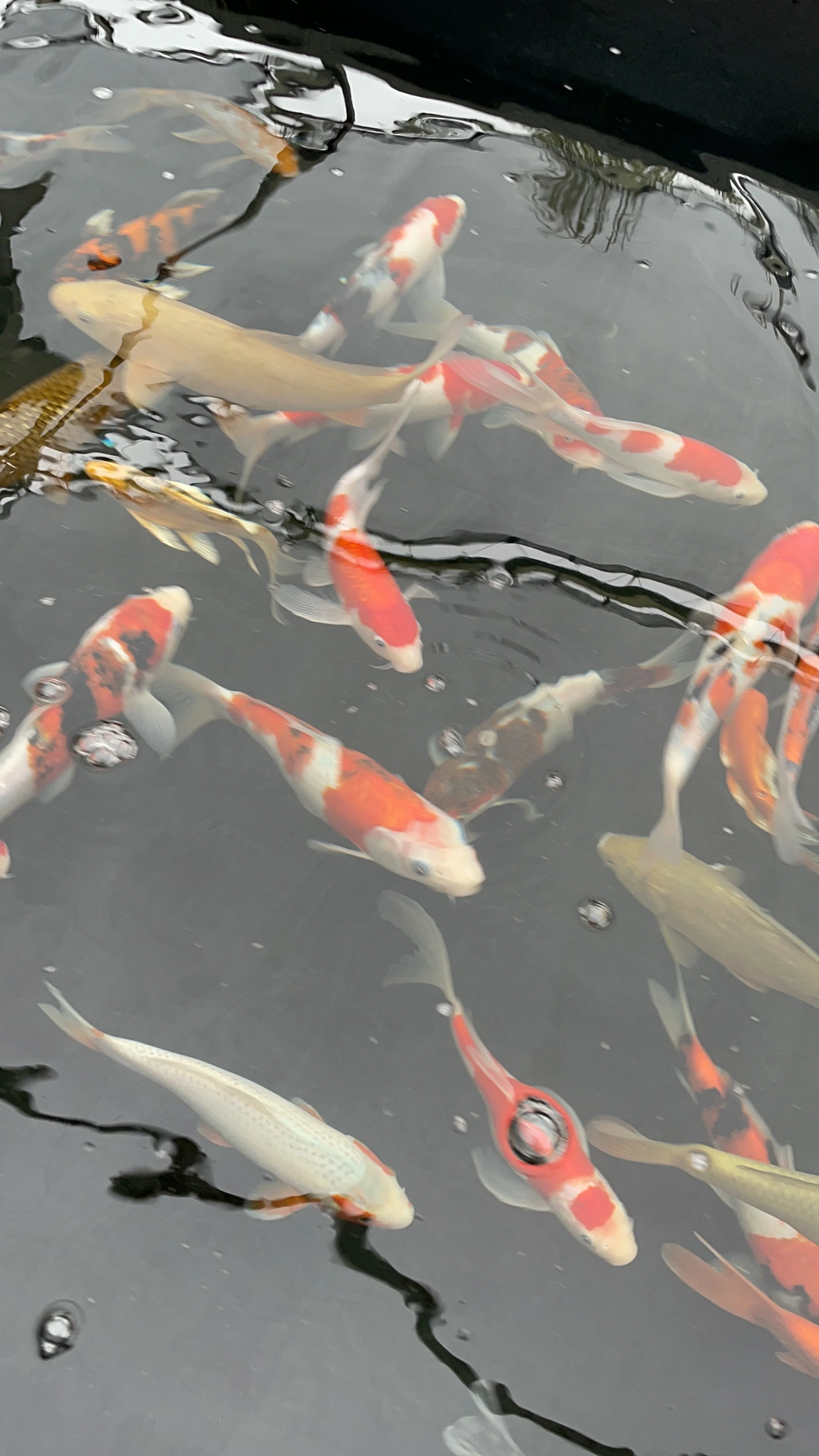 Connie's Pond & Koi LLC - The Best Pond Store on the West Coast