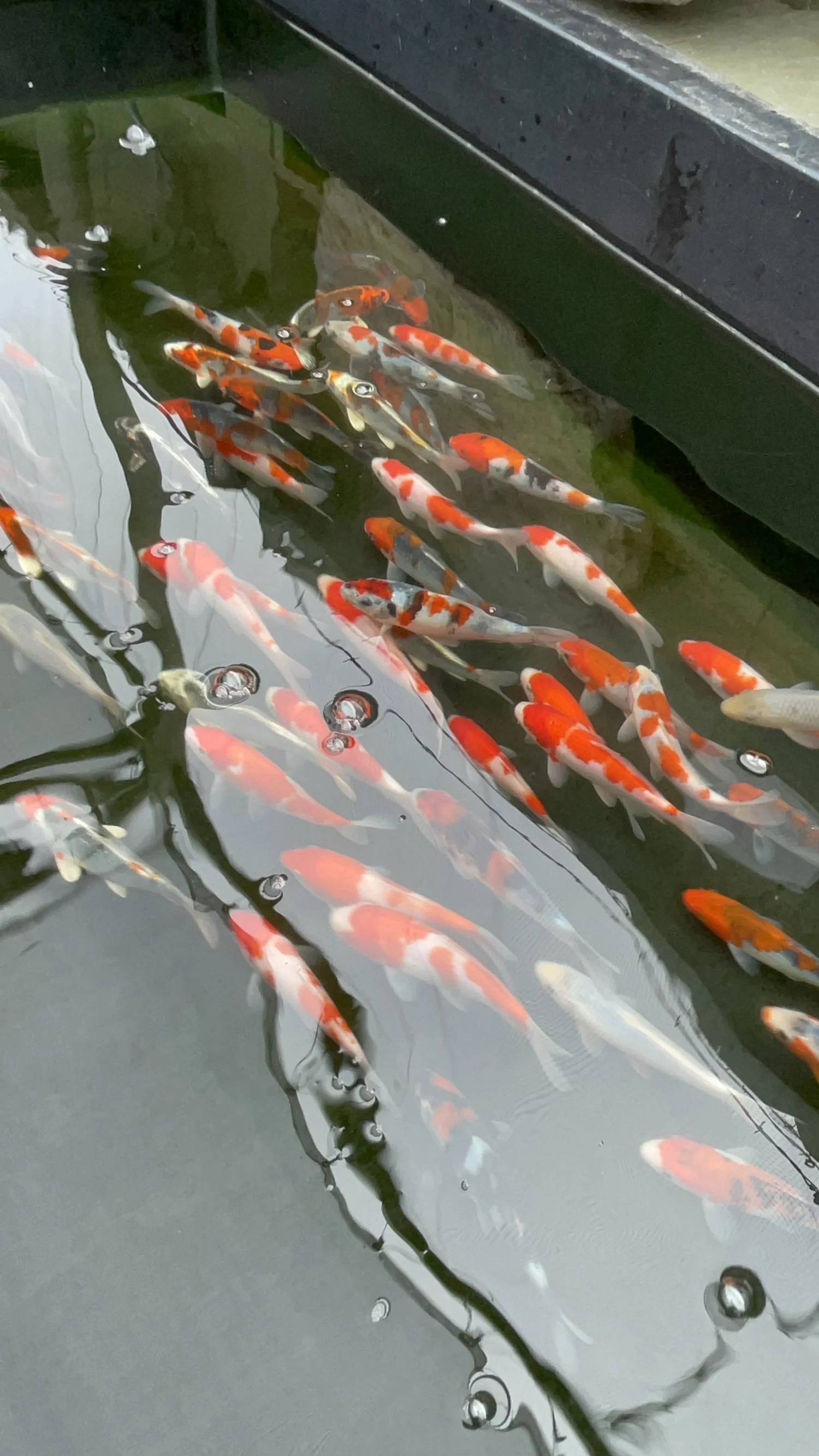 Connie's Pond & Koi LLC - The Best Pond Store on the West Coast