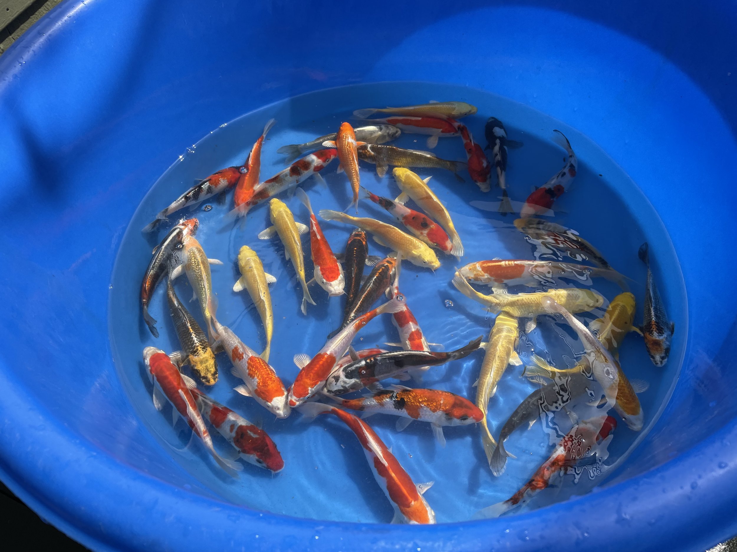 Japanese Koi — Connie's Pond & Koi LLC The Best Pond Store on the West ...