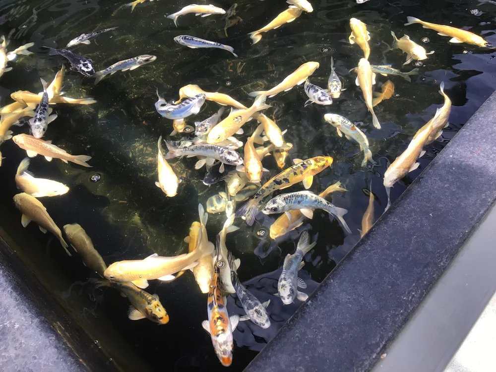 Japanese Koi — Connie's Pond & Koi LLC