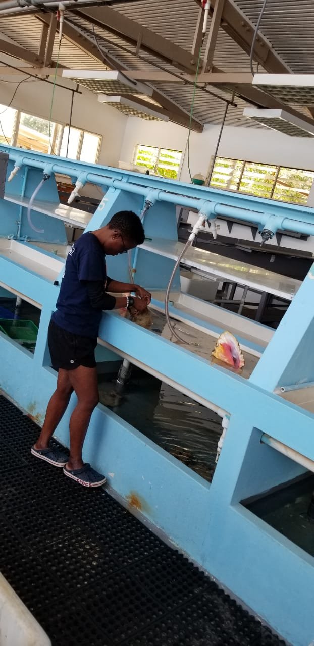 Caribbean Aquaculture Education & Innovation Hub Caribbean Aquaculture Education & Innovation Hub