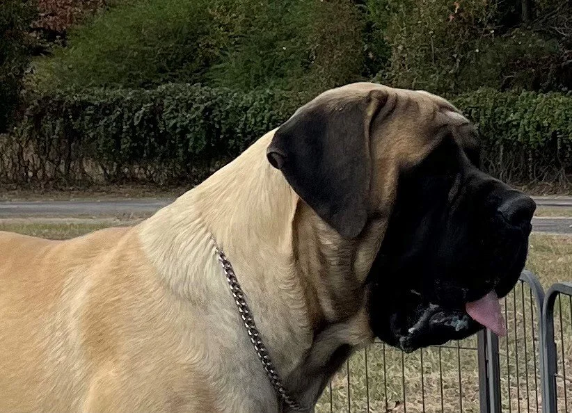 English Mastiff Puppies Available — Beowulf Mastiffs Global