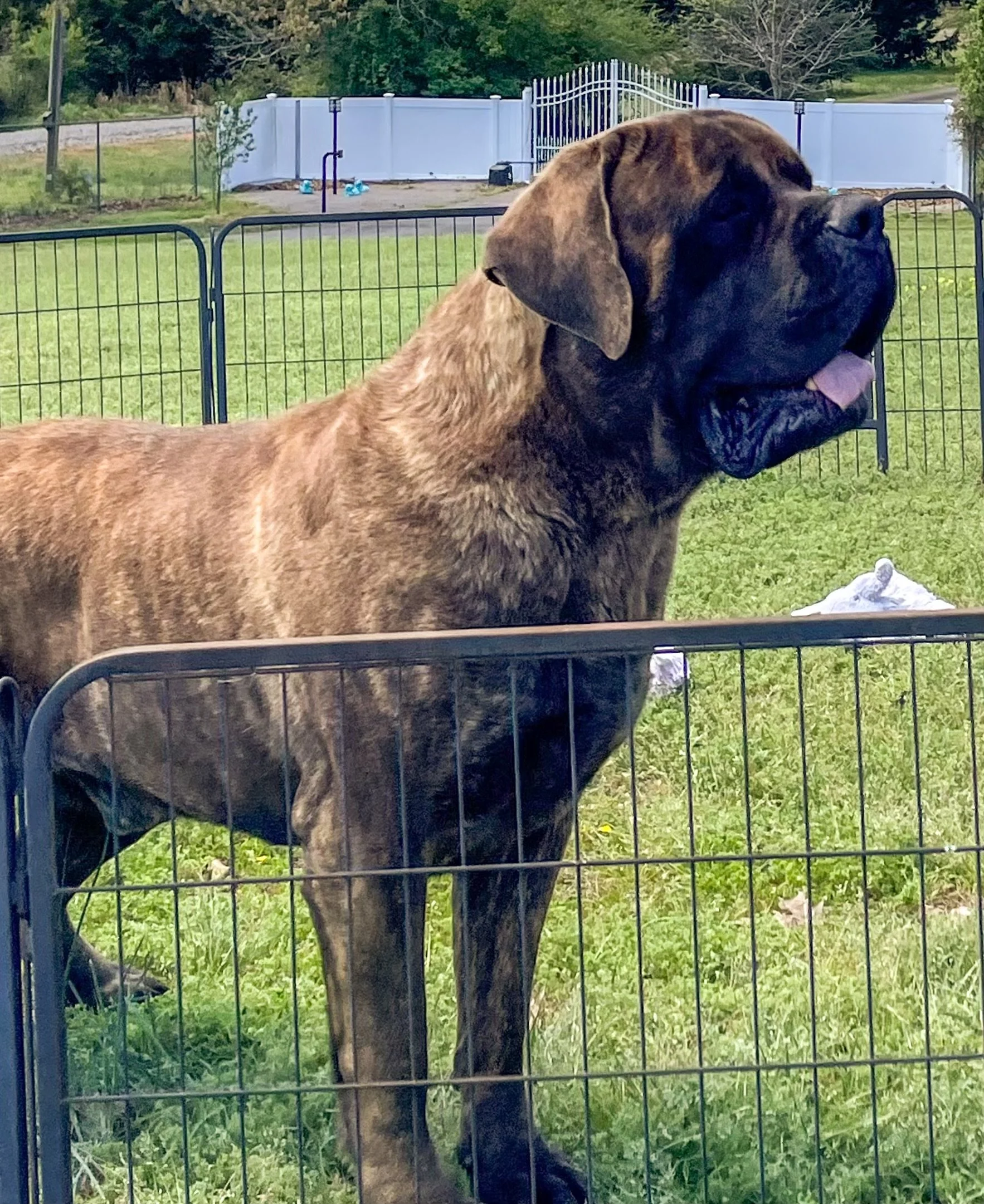 English Mastiff Puppies Available — Beowulf Mastiffs Global
