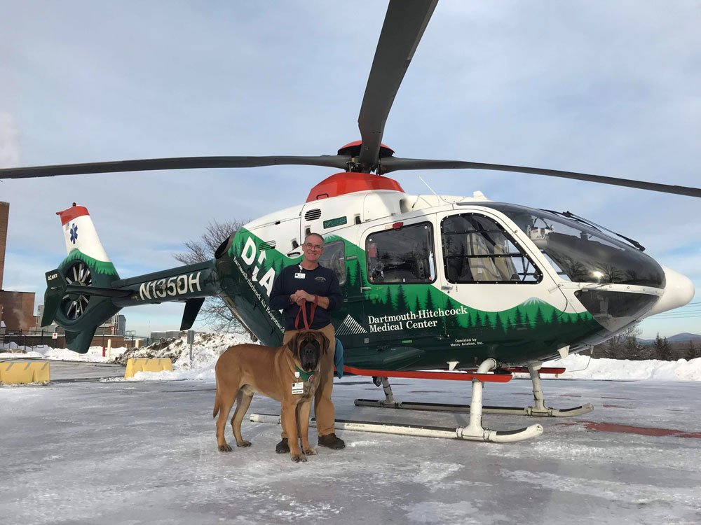 Mastiffs & Frenchies As Service Dogs — Beowulf Mastiffs Global