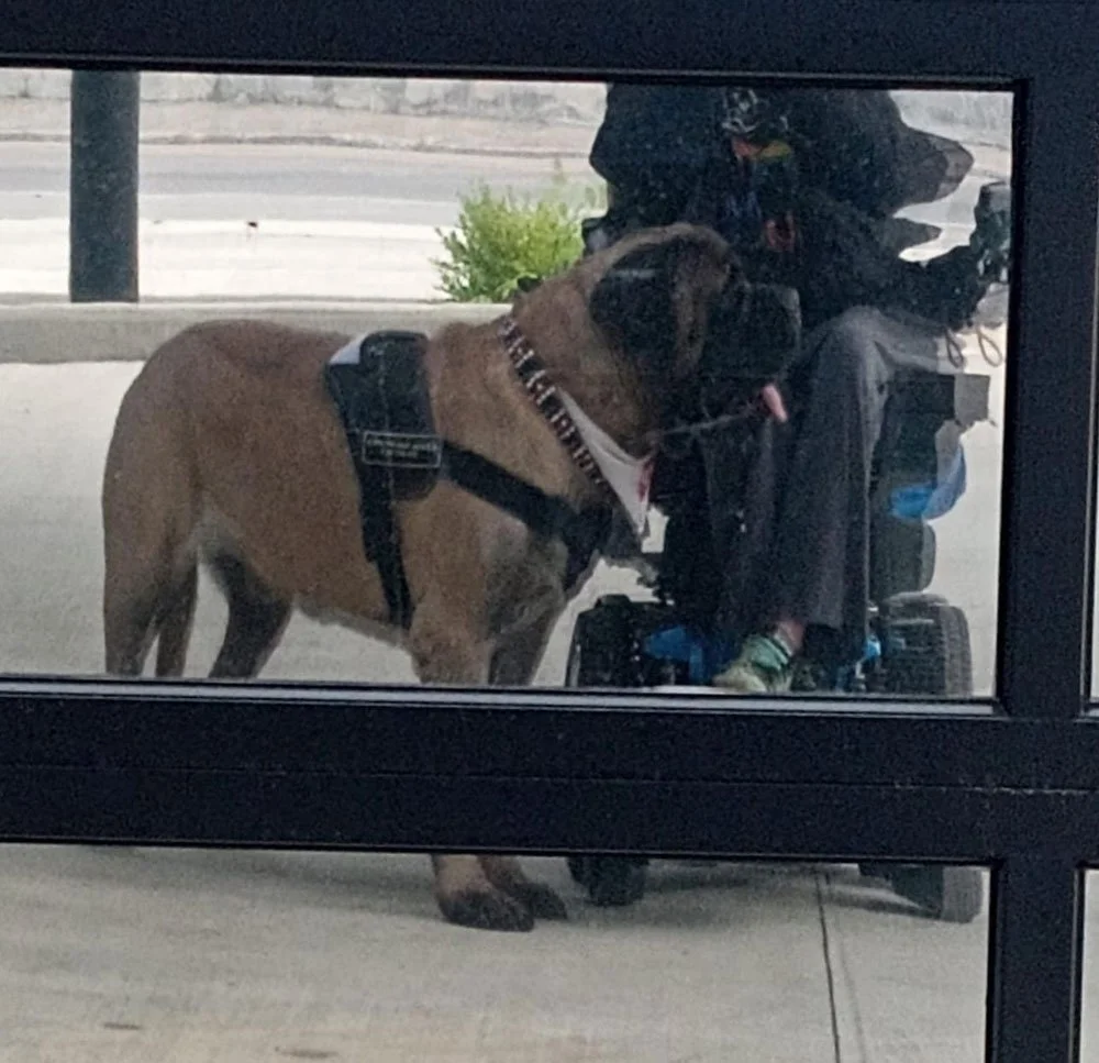 Mastiffs & Frenchies As Service Dogs — Beowulf Mastiffs Global