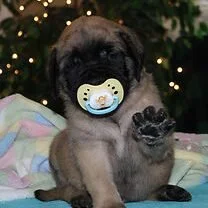English Mastiff Puppies Available — Beowulf Mastiffs Global