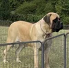 English Mastiff Puppies Available — Beowulf Mastiffs Global